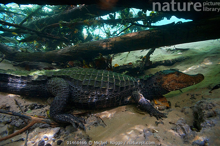 Stock photo of Cuvier? dwarf caiman (Paleosuchus palpebrosus) Rio Olhio ...
