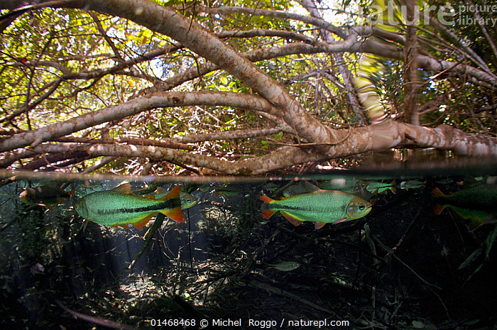 Stock photo of Piraputanga fish (Brycon hilarii) split level image, Rio ...