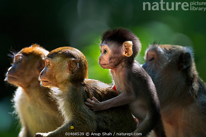 Stock photo of Long-tailed macaque (Macaca fascicularis) baby aged 2-4 ...