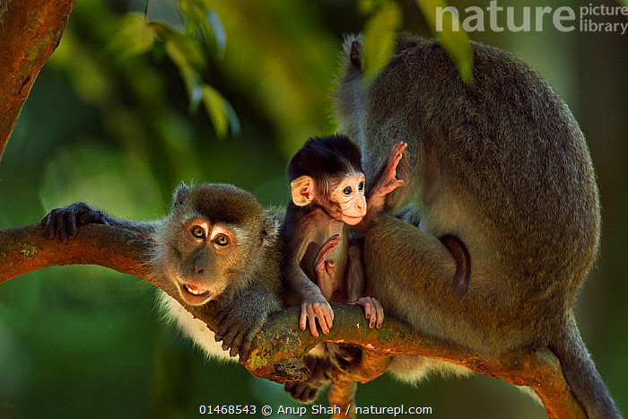 Stock photo of Long-tailed macaque (Macaca fascicularis) female ...
