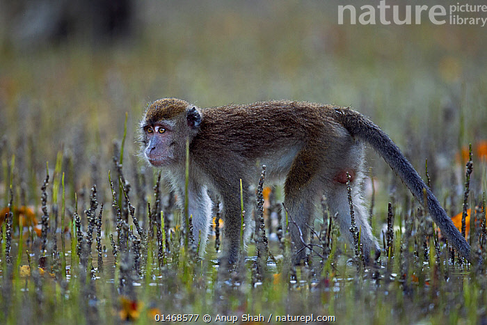 Stock photo of Long-tailed macaque (Macaca fascicularis) foraging in ...