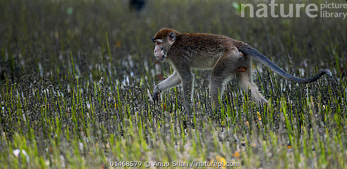 Stock photo of Long-tailed macaque (Macaca fascicularis) foraging in ...