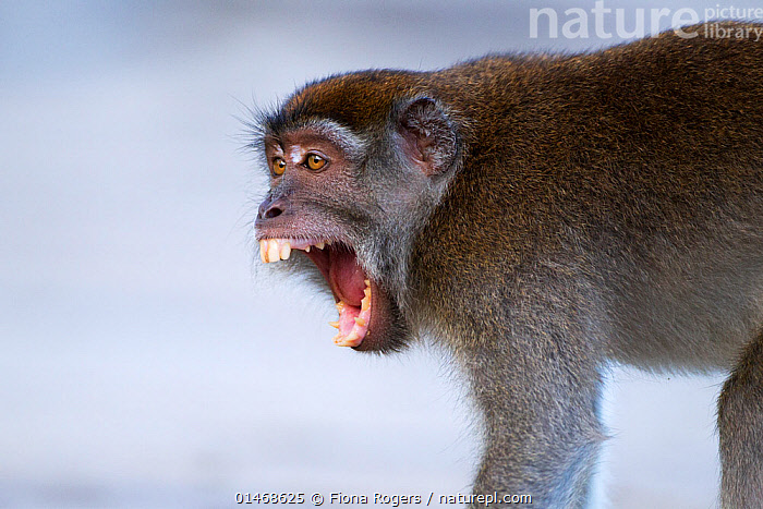 Stock photo of Long-tailed macaque (Macaca fascicularis) juvenile male ...