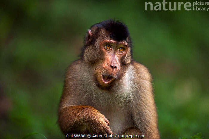 Stock photo of Southern or Sunda Pig-tailed macaque (Macaca nemestrina ...