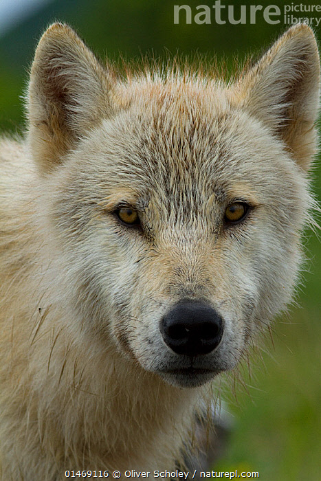 Stock photo of Grey wolf (Canis lupus) portrait, Katmai National Park ...