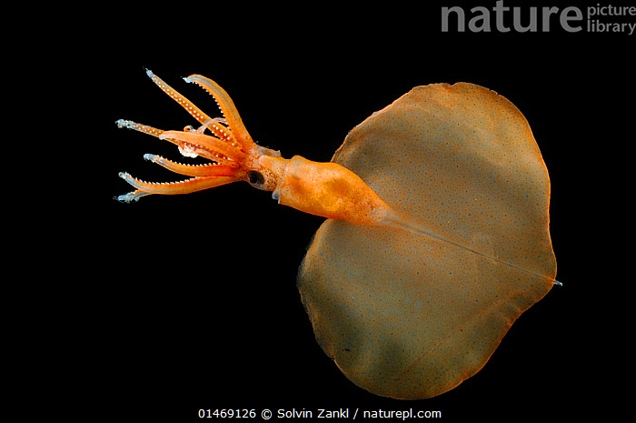 Stock photo of Big fin squid (Magnapinna atlantica) species only known ...