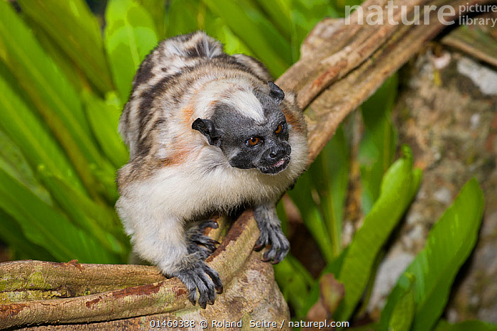 Stock photo of Geoffroy's tamarin (Saguinus geoffroyi) leucistic morph ...