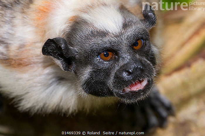 Stock photo of Geoffroy's tamarin (Saguinus geoffroyi) leucistic morph ...