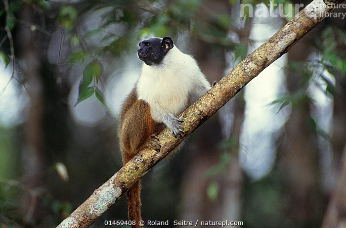 Stock photo of Brazilian Bare-faced Tamarin (Saguinus bicolor) captive ...
