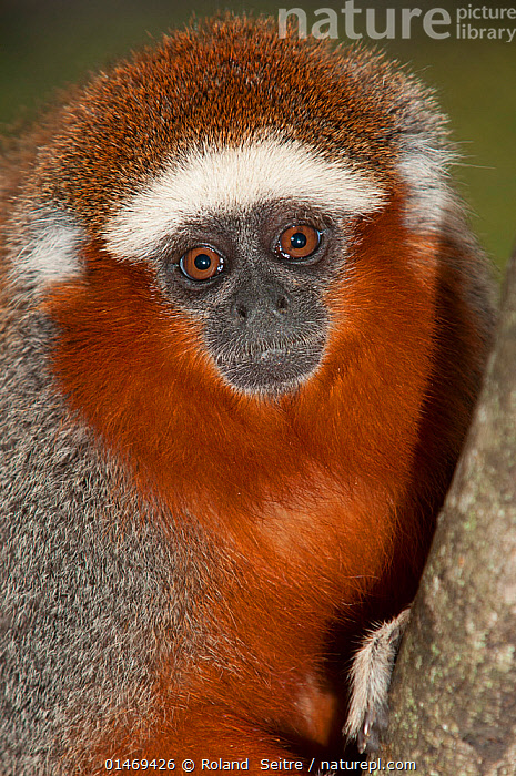 Stock photo of Coppery Titi Monkey (Callicebus cupreus) captive in Zoo ...