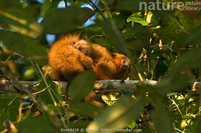 Stock photo of Dusky titi (Callicebus moloch) baby sleeping in mothers ...