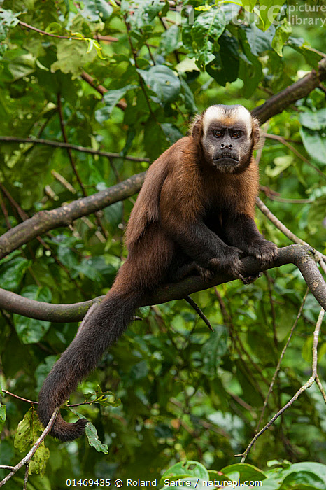 Stock photo of Large headed capuchin (Sapajus macrocephalus) Cock of ...