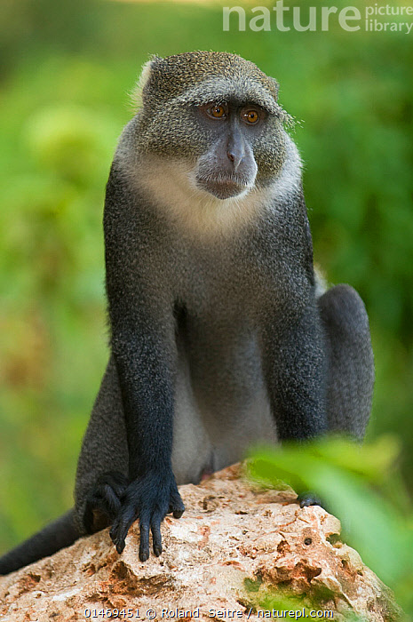 Stock photo of White-throated guenon (Cercopithecus mitis albogularis ...