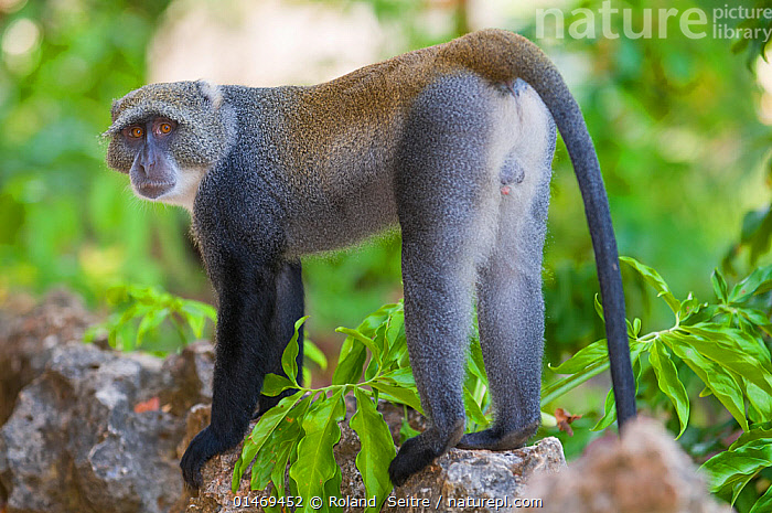 Stock photo of White-throated guenon (Cercopithecus mitis albogularis ...