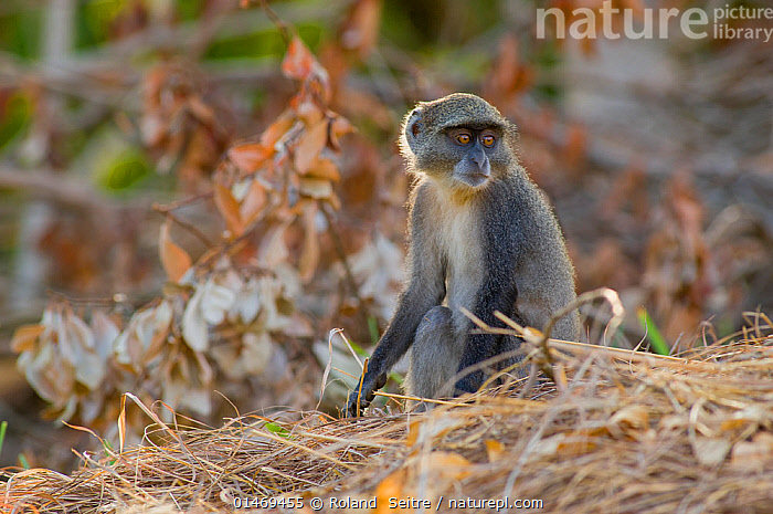 Stock photo of White-throated guenon (Cercopithecus mitis albogularis ...
