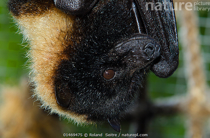 Stock photo of Insular Flying-fox (Pteropus tonganus) captive in Noumea ...