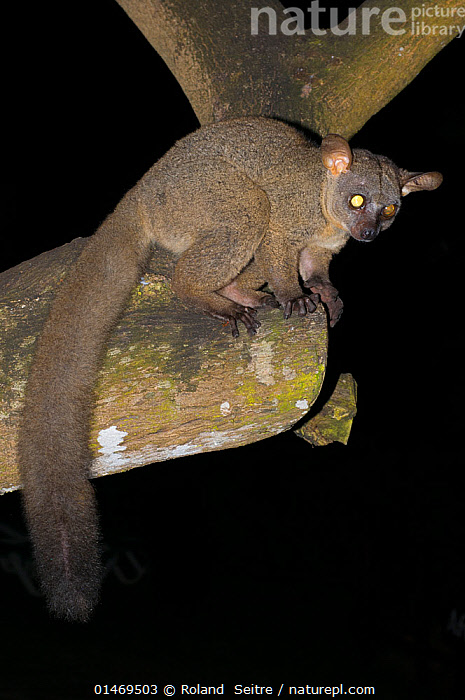 Stock photo of Zanzibar Galago (Galagoides zanzibaricus) Ukunda, Diani ...