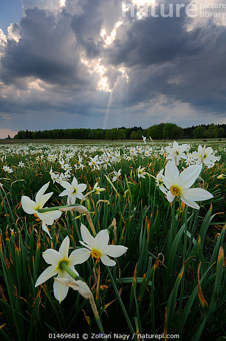 Stock photo of Wild Narcissus (Narcissus angustifolius) meadow. Corund ...