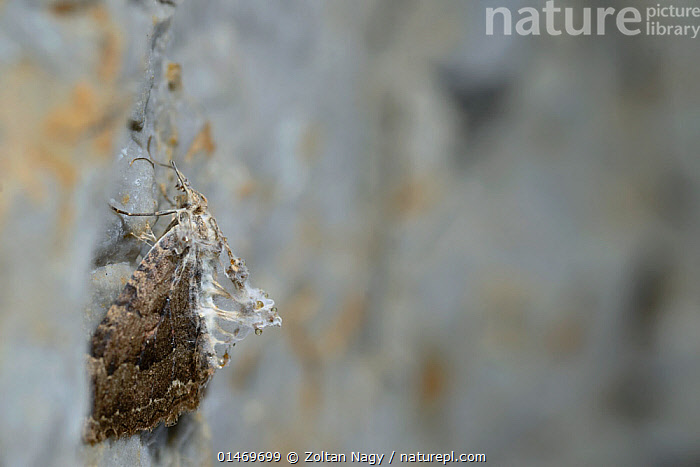Stock photo of Moth infected with parasitic fungus (Cordyceps sp) in ...