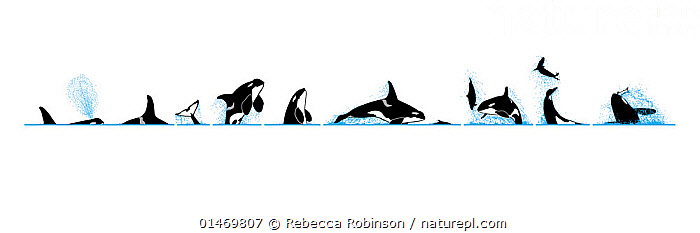 Orca Border