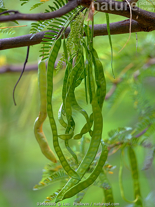 Acacia Tree Pods
