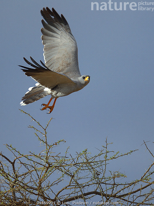 Stock photo of Eastern chanting goshawk (Melierax poliopterus) in ...