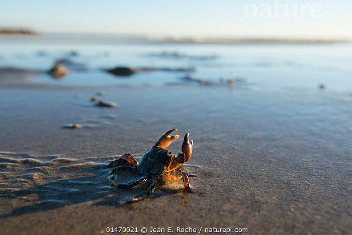 Stock photo of Marbled rock crab (Pachygrapsus marmoratus) on the beach ...