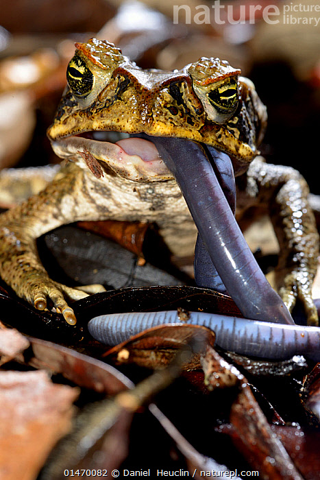 Stock photo of Cane toad (Rhinella marina) eating Bearded caecilia ...