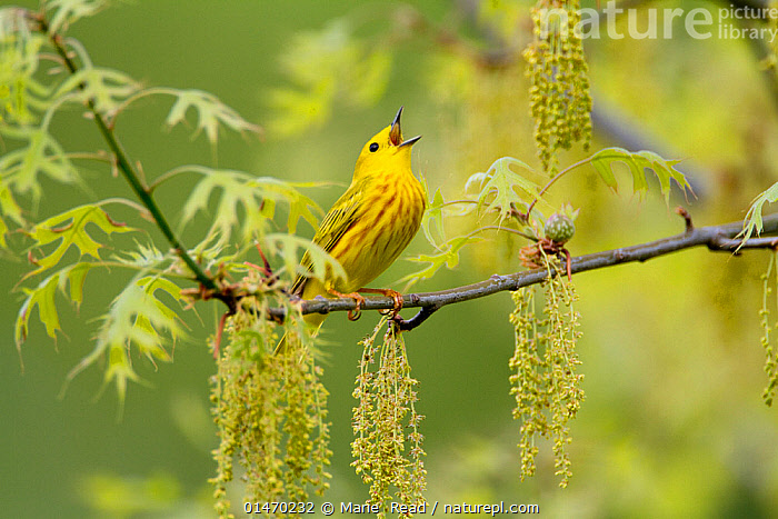 Stock photo of Male Yellow warbler (Setophaga / Dendroica petechia) in ...
