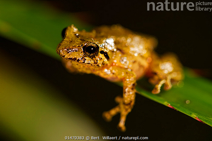 Stock photo of Male Flat fingered robber frog (Pristimantis ...