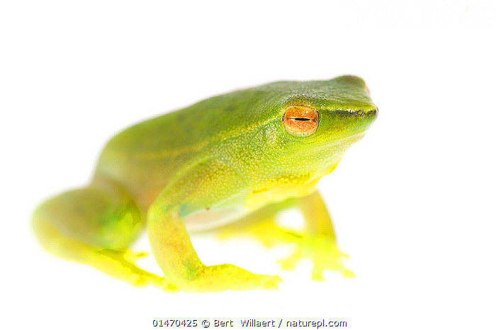 Stock photo of Orinoco lime treefrog (Sphaenorhynchus lacteus) portrait, taken against ...