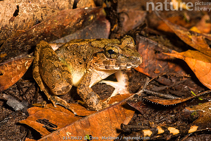Stock photo of Giant River Frog (Limnonectes leporinus) Danum Valley ...