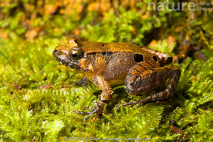 Stock photo of Smooth guardian frog (Limnonectes palavanensis) Kinabalu ...