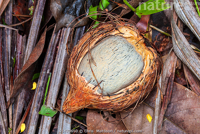Stock photo of Nipa (Nypa fruticans) nut, Sarawak, Borneo, East ...