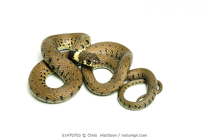 Stock photo of Young Grass snake (Natrix natrix helvetica) taken ...