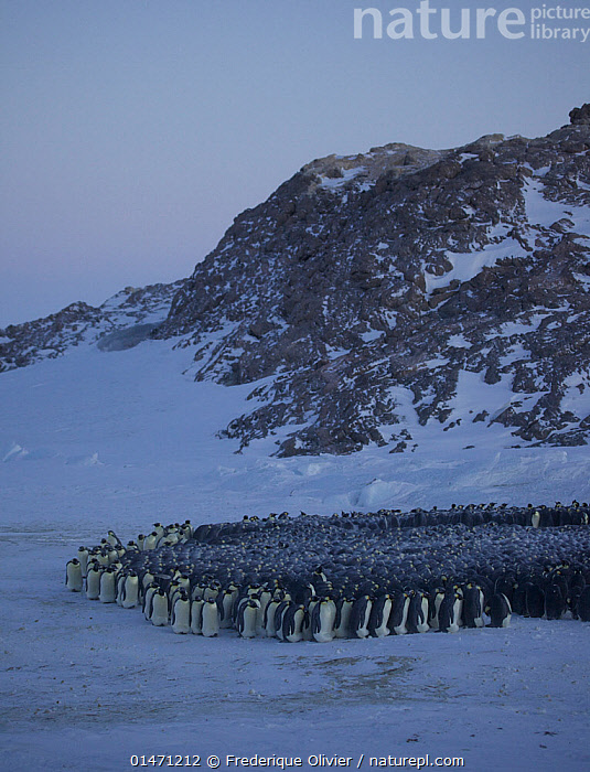 Emperor Penguin Huddle Lens Of Time: Huddle Masters BioGraphic
