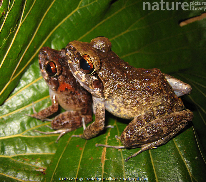 Stock photo of Frog (Platymantis sp) pair sitting on leaf, Solomon ...