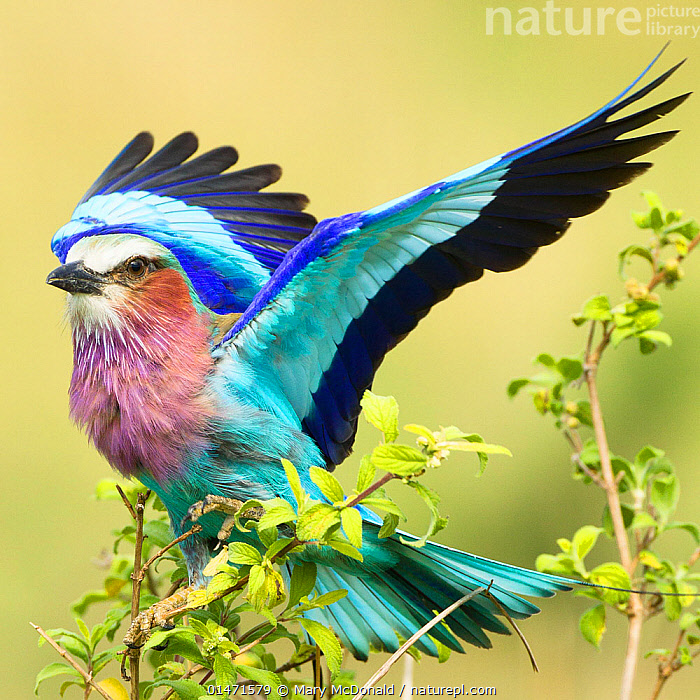 Stock photo of Lilac-breasted roller (Coracias caudata) stretching ...