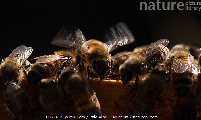 Stock photo of European honey bee (Apis mellifera) flapping wings to ...