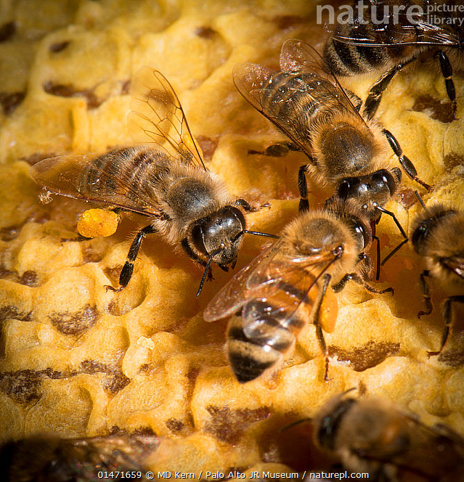 Stock photo of European honey bee (Apis mellifera) carrying pollen on ...