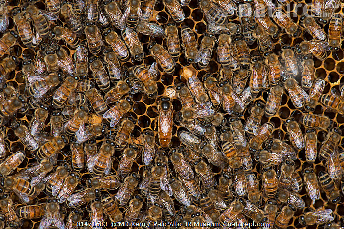Stock photo of European honey bees (Apis mellifera) tending the queen ...