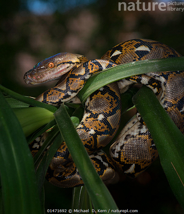 Stock photo of Reticulated Python (Malayopython reticulatus) captive ...