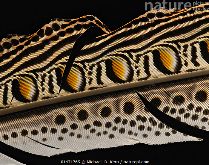 Stock photo of Great argus pheasant (Argusianus argus) wing feather ...
