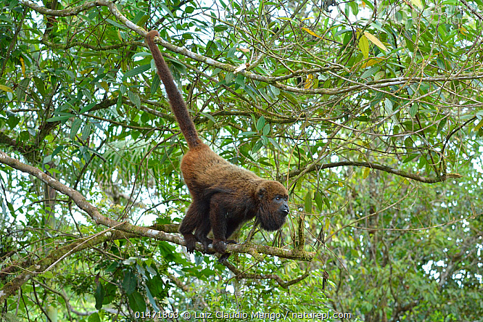Stock photo of Howler monkey (Alouatta sp) climbing through trees using ...