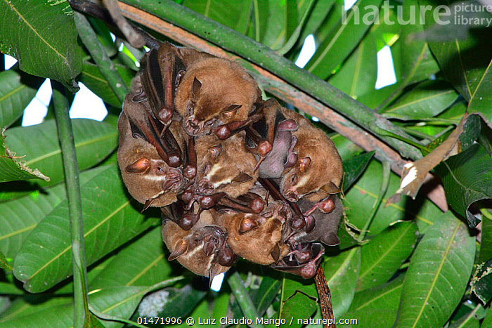 Stock photo of Leaf nosed bats (Phyllostomidae) roosting together in ...