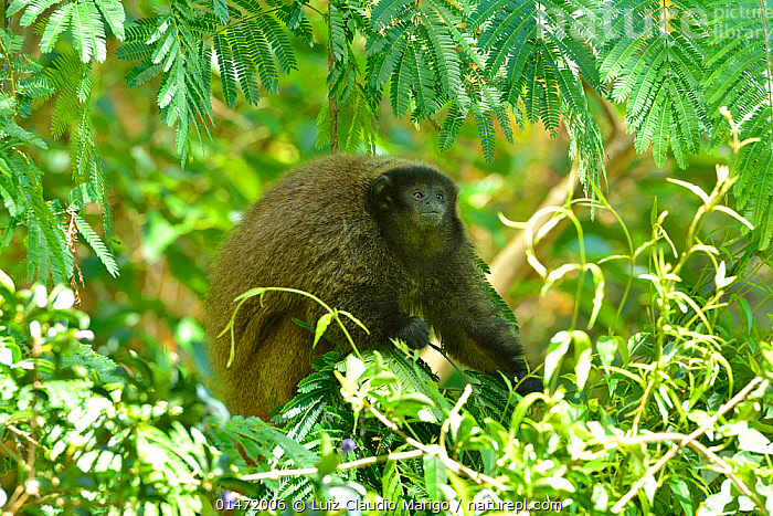 Stock photo of Titi monkey (Callicebus sp) in tree, Atlantic Rainforest ...