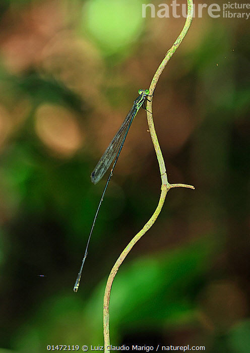 Stock photo of Amalia Helicopter Damselfly (Mecistogaster amalia), a ...