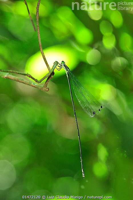 Stock photo of Amalia Helicopter Damselfly (Mecistogaster amalia ...