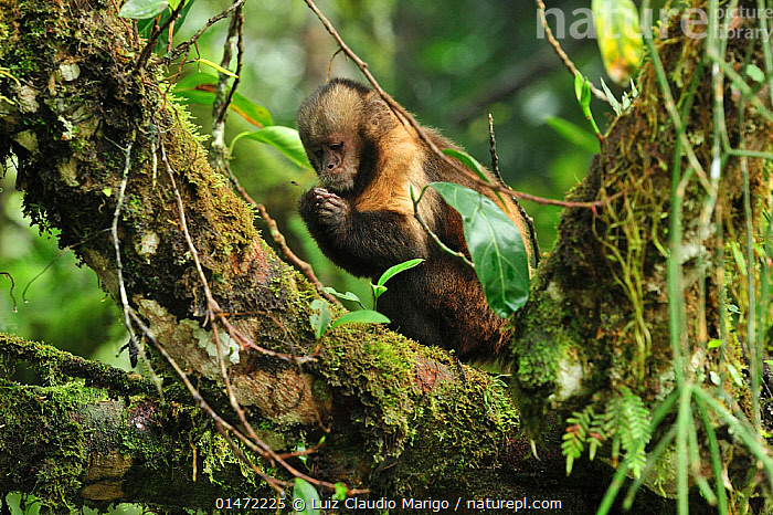 Stock photo of Yellow-breasted Capuchin monkey, or Buff-headed Capuchin ...