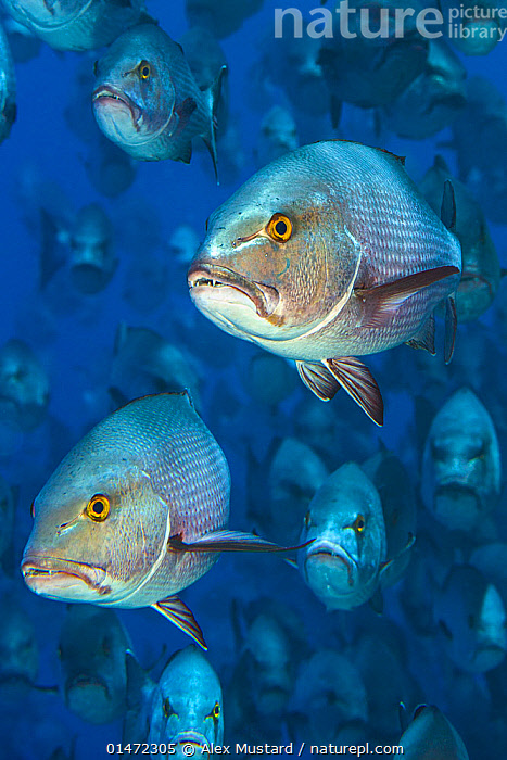 Stock photo of Portrait of pair of Bohar snappers (Lutjanus bohar) in ...